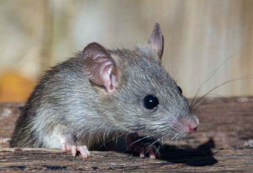 Tangerang Update | Bukan Hanya Untuk Obat, Buah ini Ampuh Usir Tikus di ... Tangerang Update | Bukan Hanya Untuk Obat, Buah ini Ampuh Usir Tikus di ...